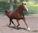 Russian Sport Horse Arabian Stallion WOA Romanov in CA