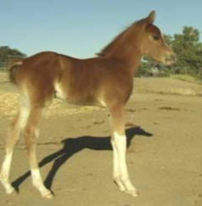 Russian Sport Horse Arabian Stallion WOA Romanov in CA